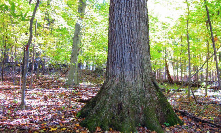 Is My Big Timber Harvest - Timber Works