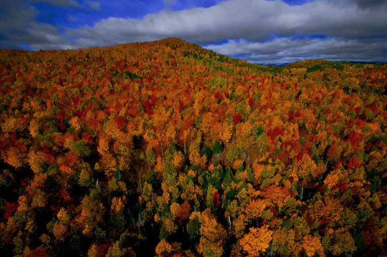 Thoughtful Timber Harvest Plan for Sustainable Forestry - Ohio Timber Works