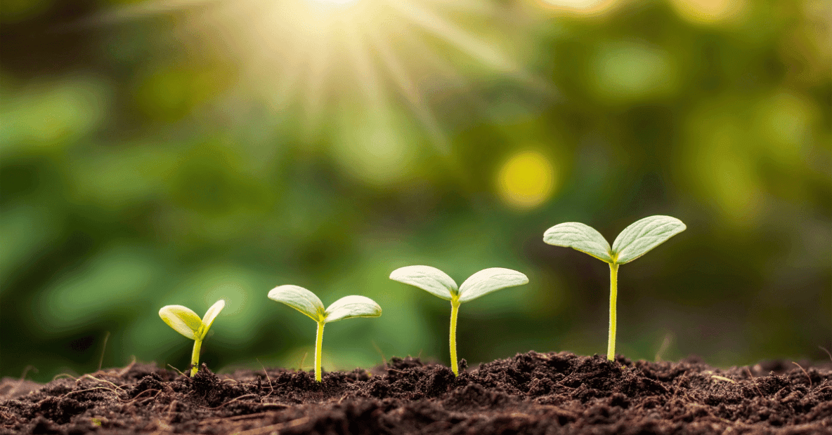 The Lifecycle of a Tree: From Seedling to Harvest
