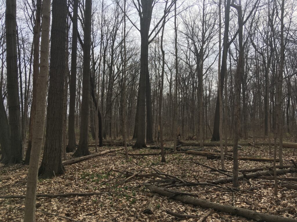 Responsible Logging and Plan-Based Timber Harvesting