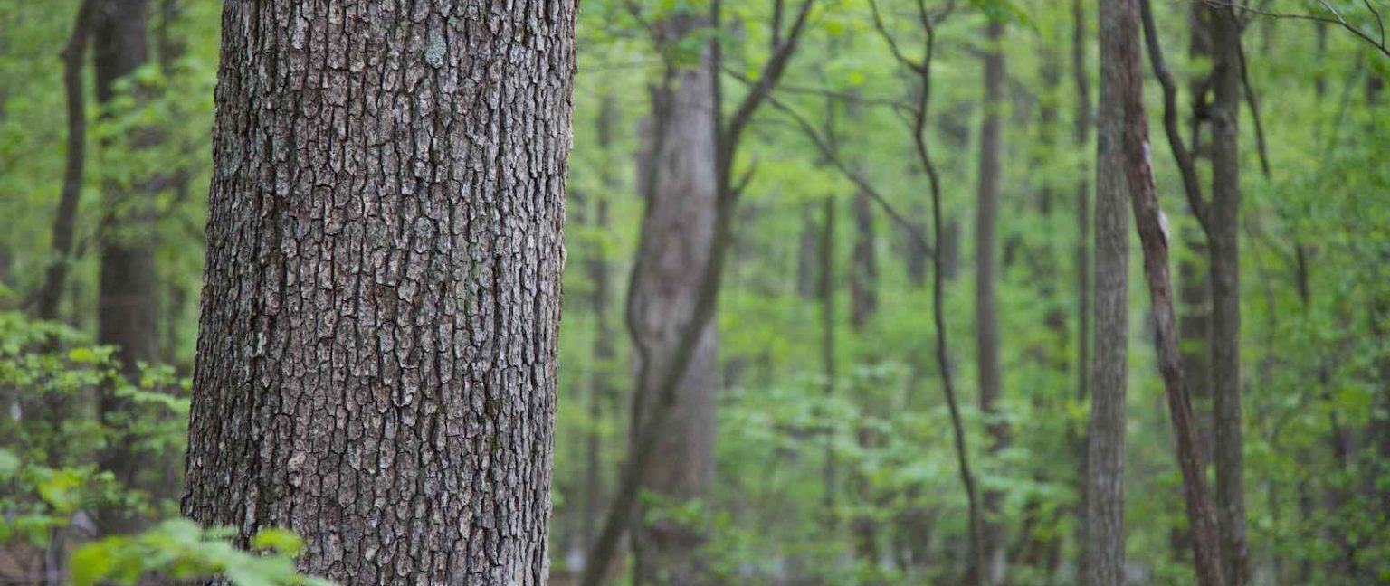 About Ohio Timber Works: A Ohio based Logging and Lumber