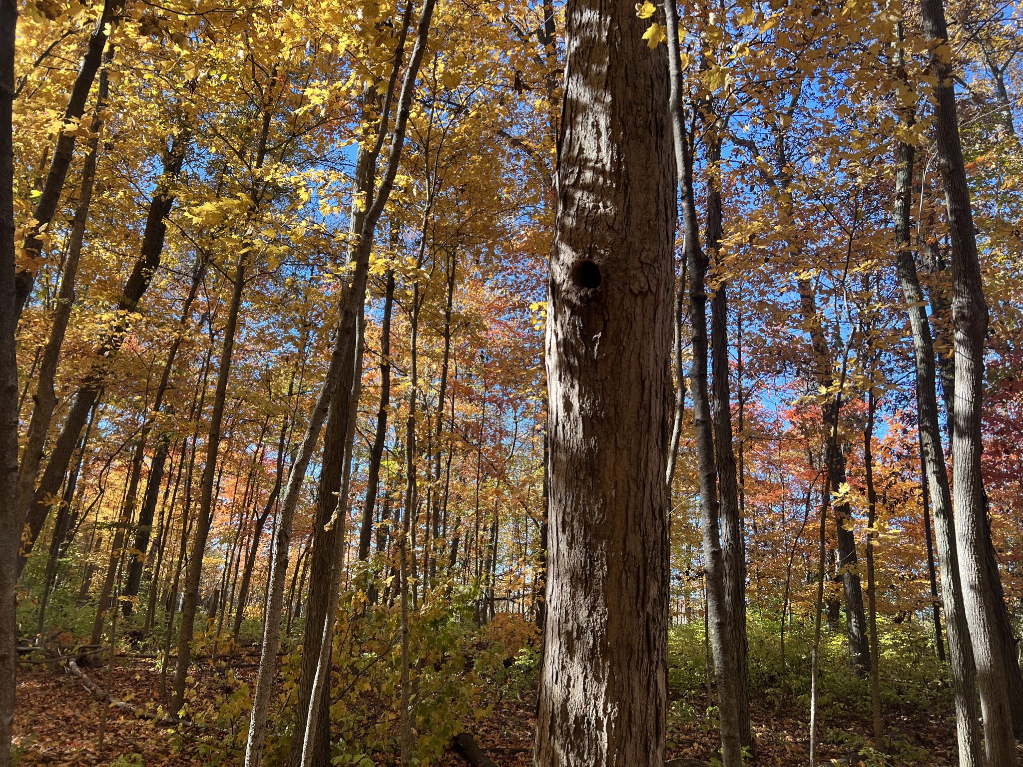 Ohio Logging Company and Standing Timber Buyer